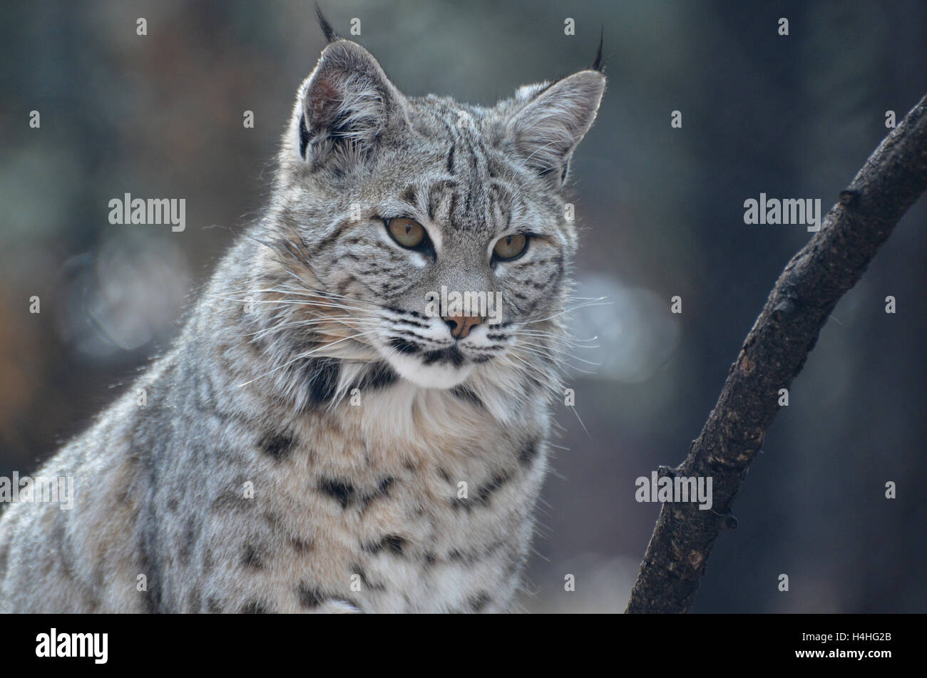 Beautiful face of a bobcat in the wild up close and personal Stock ...