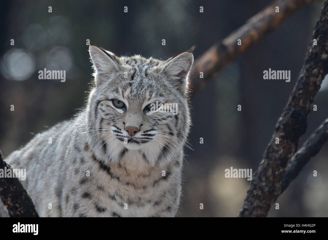 Amazing closeup face of a bobcat Stock Photo - Alamy
