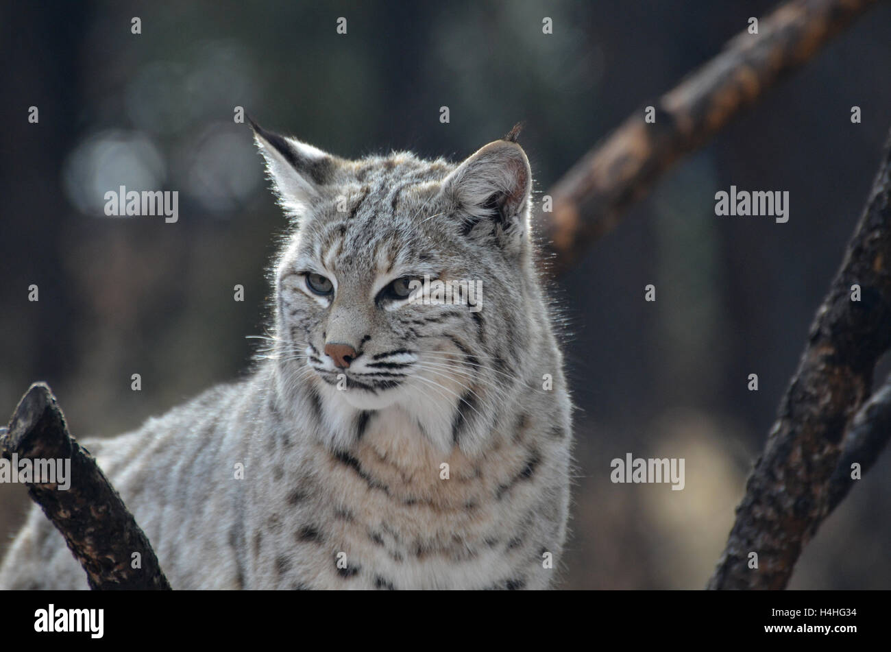 Lynx cat with an unhappy expression on his face Stock Photo - Alamy