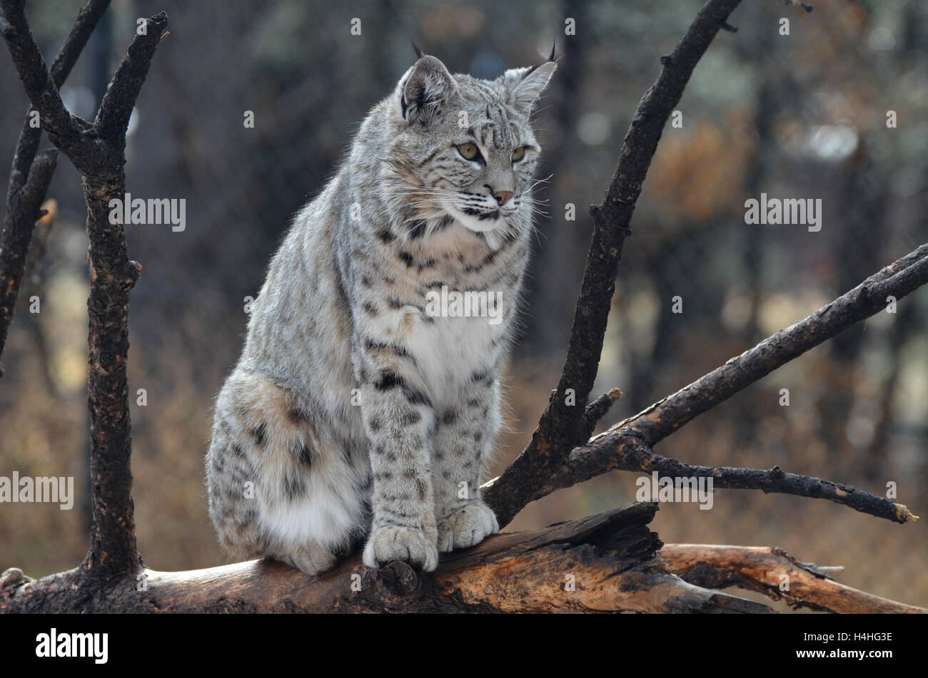 Canadian lynx posing on a fallen tree in nature Stock Photo - Alamy