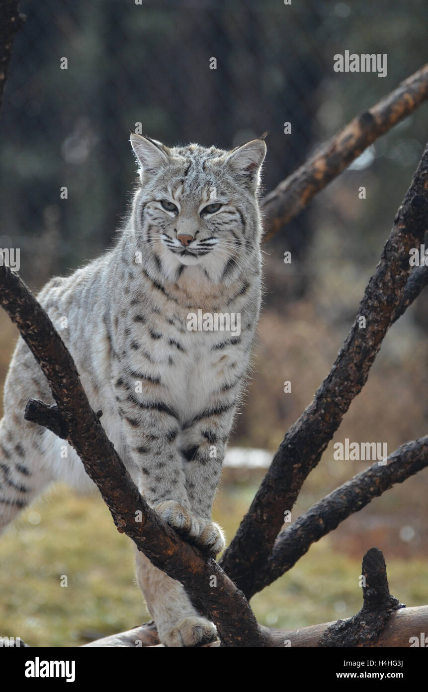 Bobcat sitting quietly in a fallen tree Stock Photo - Alamy