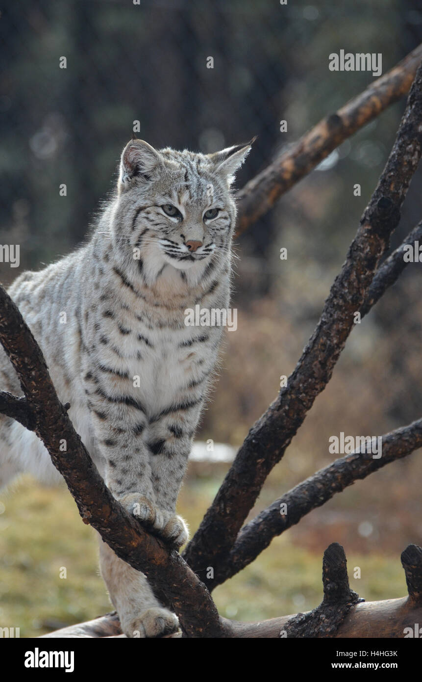 Bobcat In Tree High Resolution Stock Photography and Images - Alamy