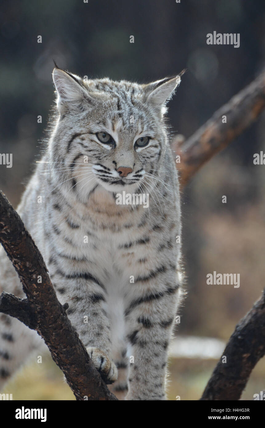 Bobcat climbing through the branches of a fallen tree limb Stock Photo ...