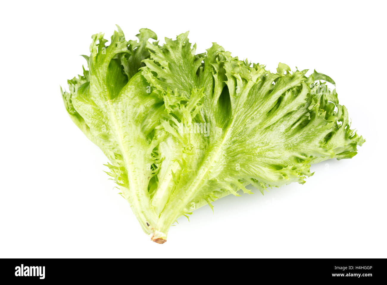 Green fresh lettuce salad texture close up shot on white background ...