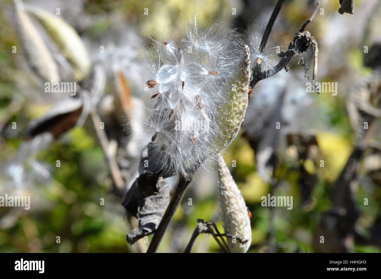 Milkweed in the Fall Stock Photo - Alamy