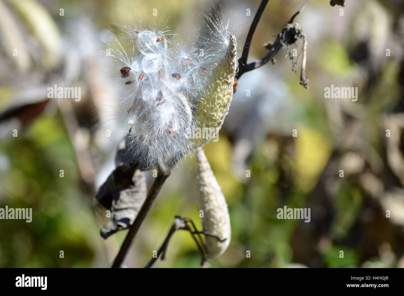 Milkweed in the Fall Stock Photo - Alamy