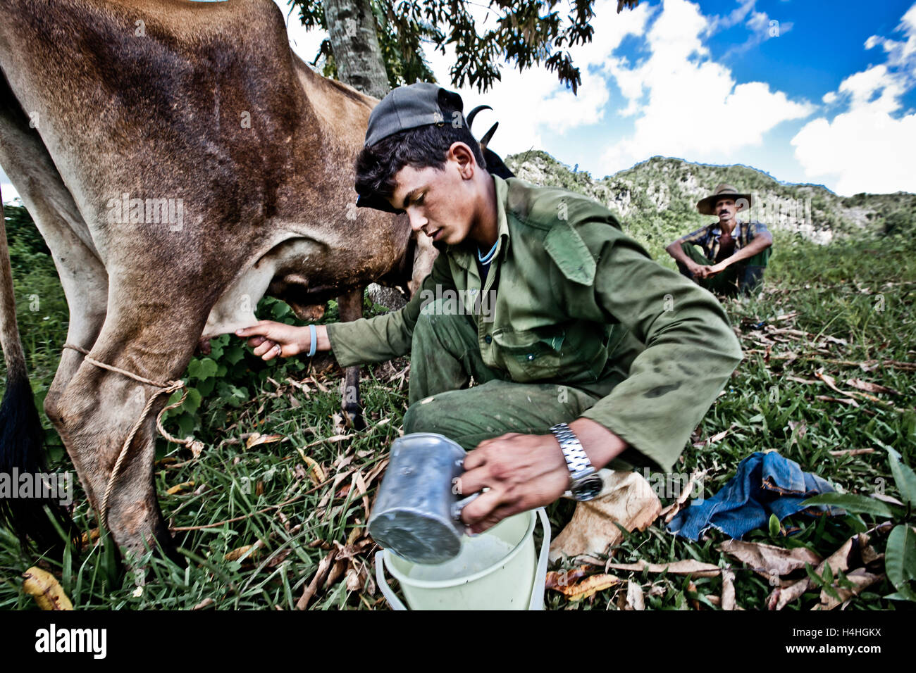 Cuban farm man worker on farm Stock Photo - Alamy
