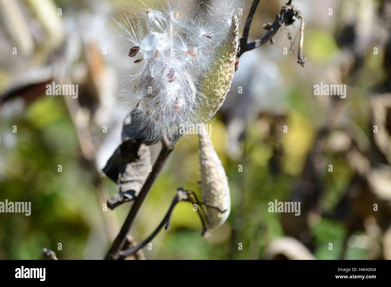 Milkweed in the Fall Stock Photo - Alamy