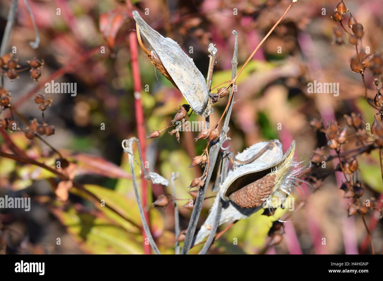 Milkweed in the Fall Stock Photo - Alamy