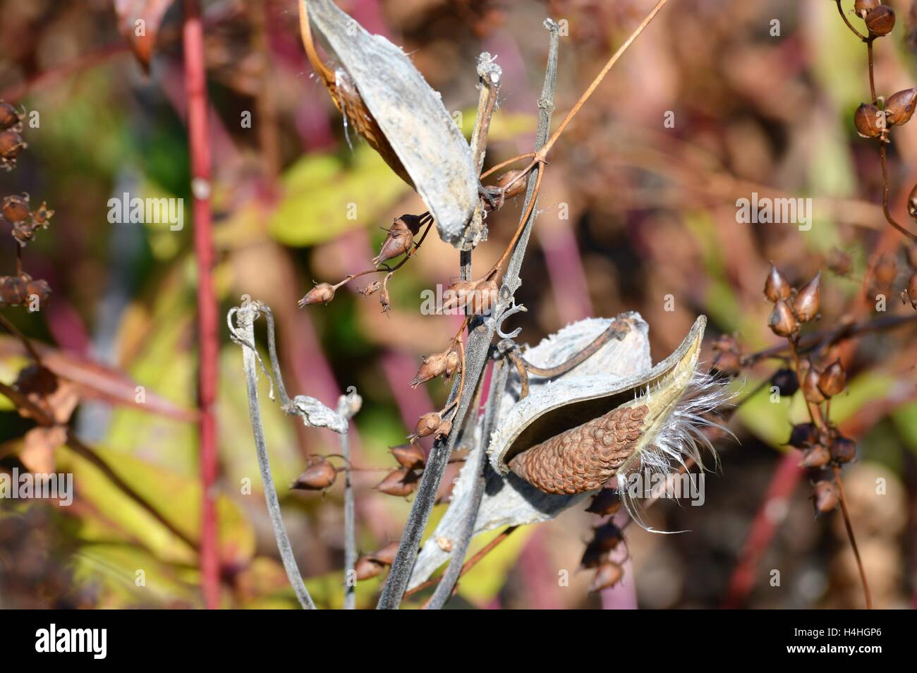 Milkweed in the Fall Stock Photo - Alamy