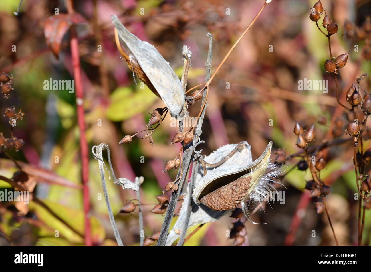 Milkweed in the Fall Stock Photo - Alamy
