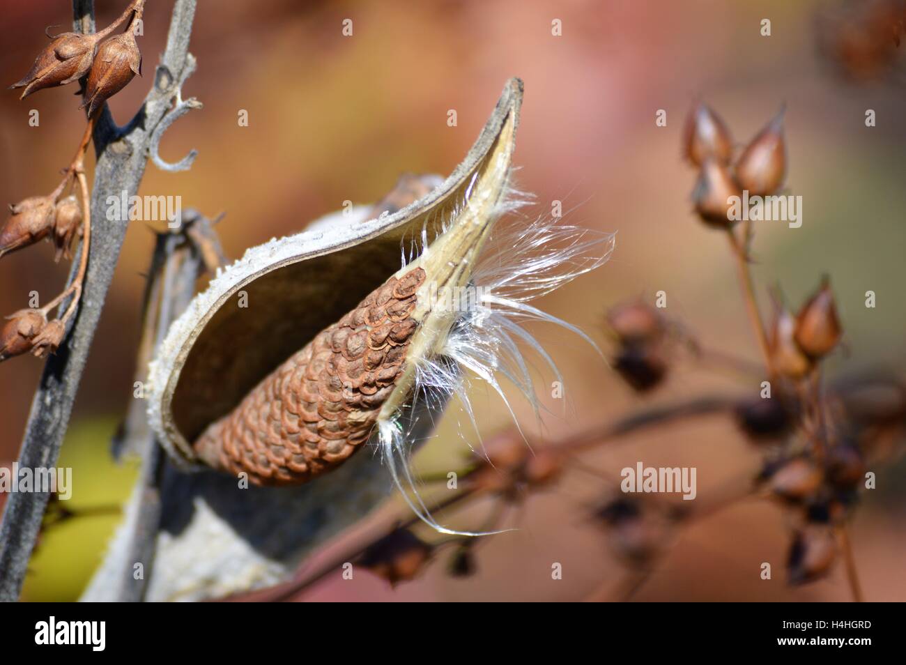 Milkweed in the Fall Stock Photo - Alamy