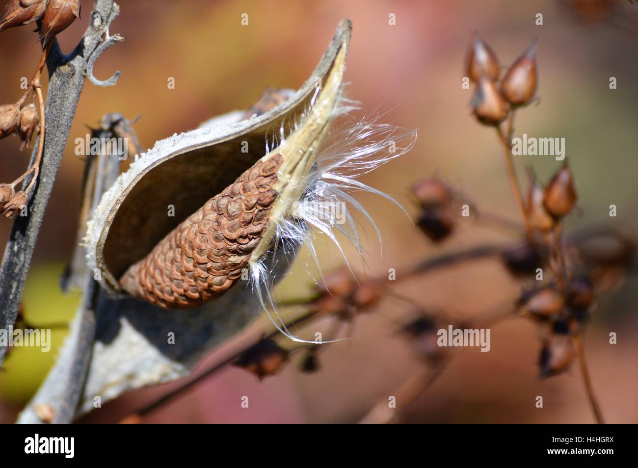 Milkweed in the Fall Stock Photo - Alamy