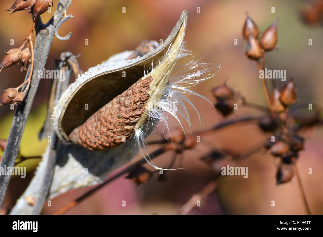 Milkweed in the Fall Stock Photo - Alamy