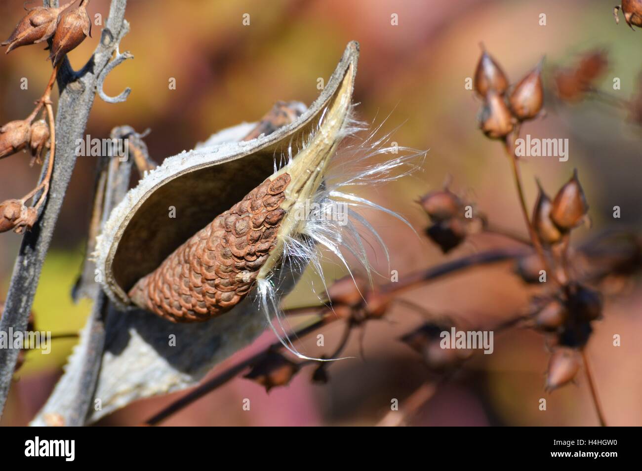 Milkweed in the Fall Stock Photo - Alamy