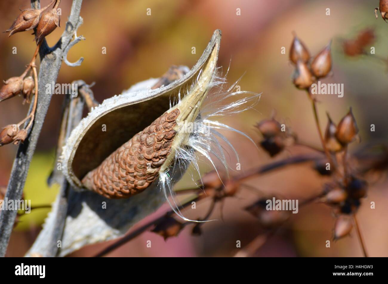 Fall milkweed hi-res stock photography and images - Alamy