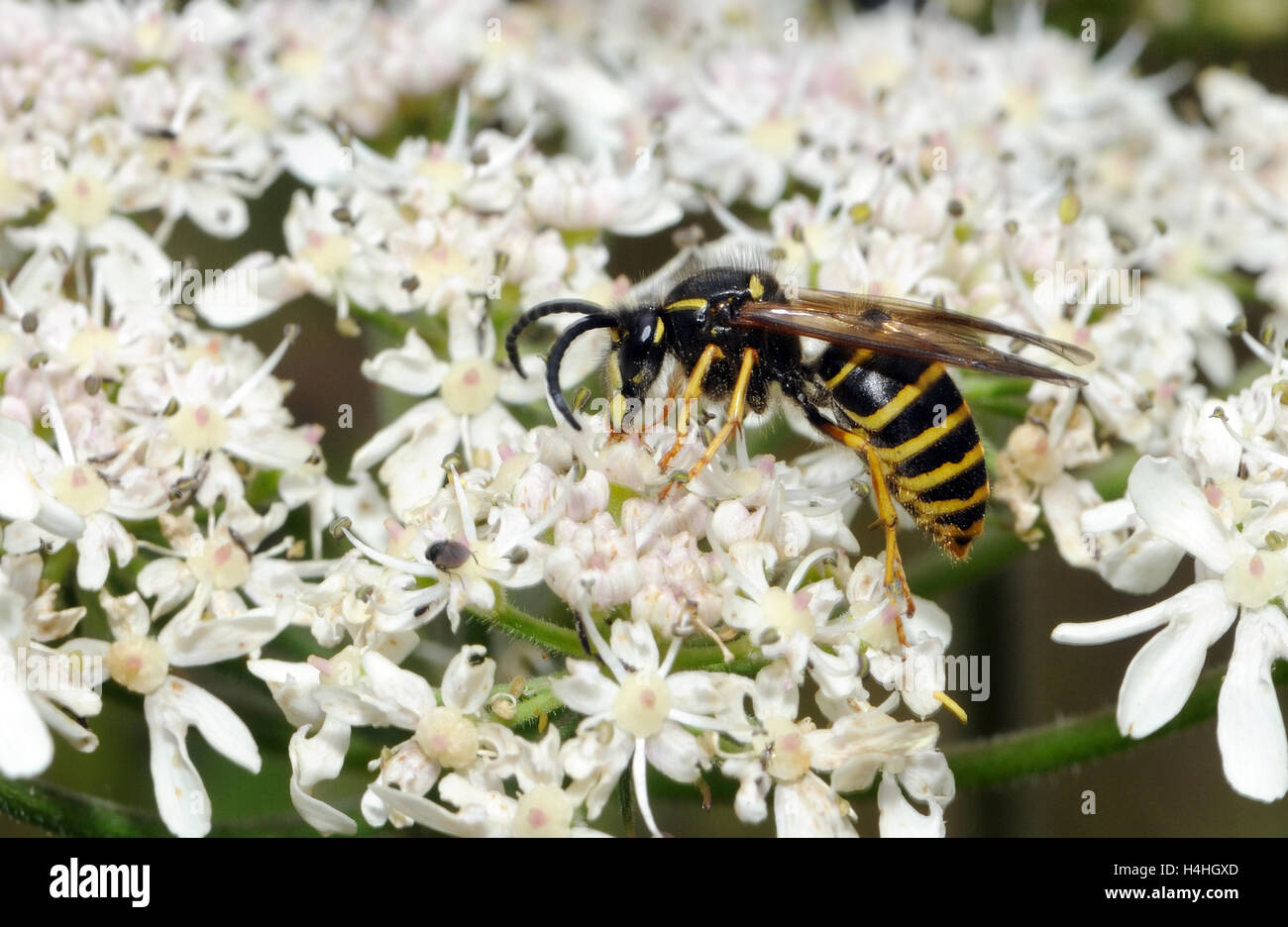 A worker median wasp (Dolichovespula media) foraging on a cow parsley ...