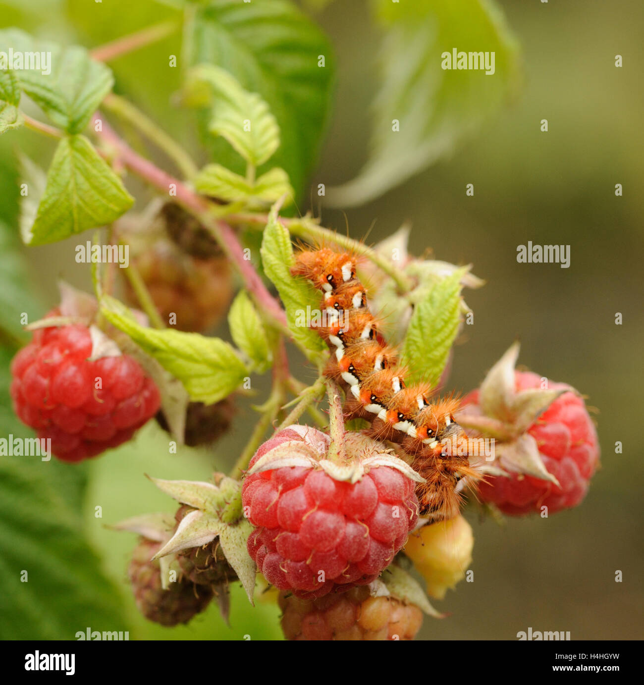 Caterpillar, lava, of Knotgrass (Acronicta rumicis) moth on a ...