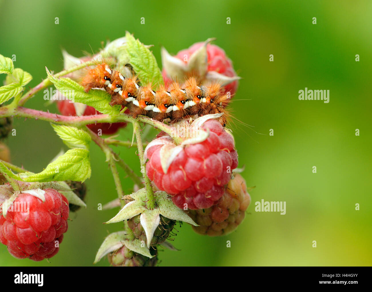 Caterpillar, lava, of Knotgrass (Acronicta rumicis) moth on a ...