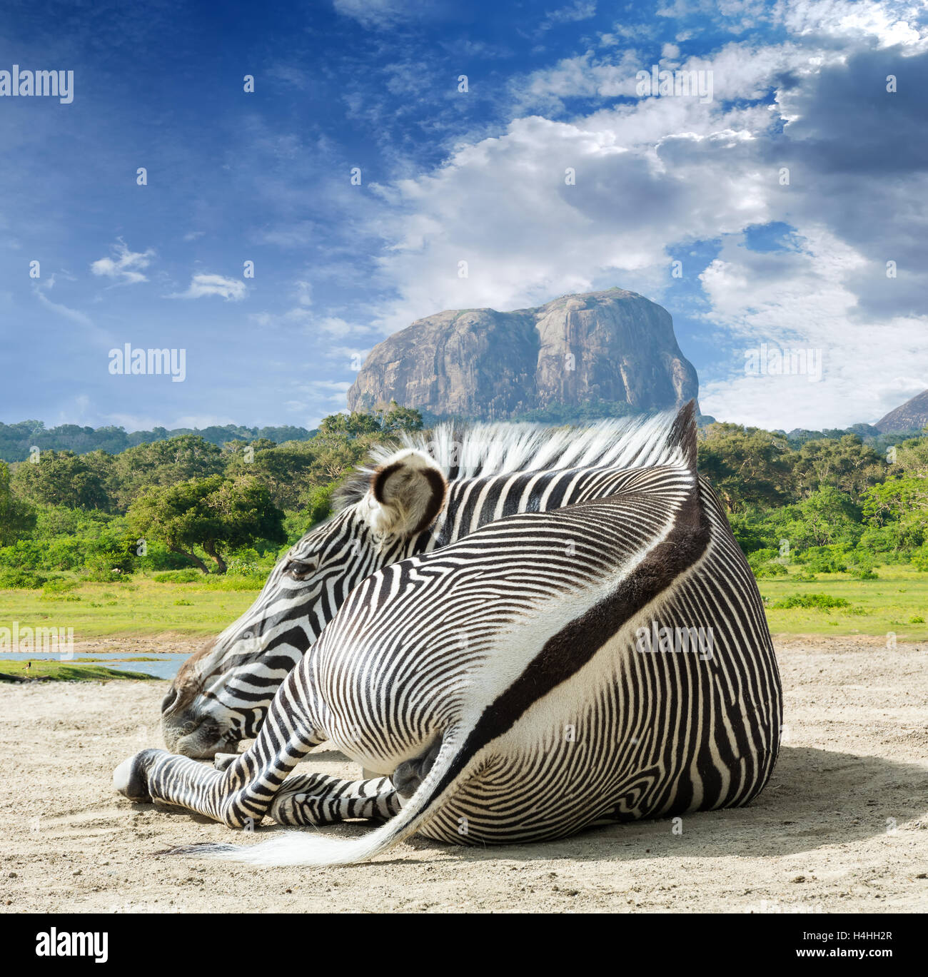 Grevys zebras is most endangered of species of zebra Stock Photo - Alamy