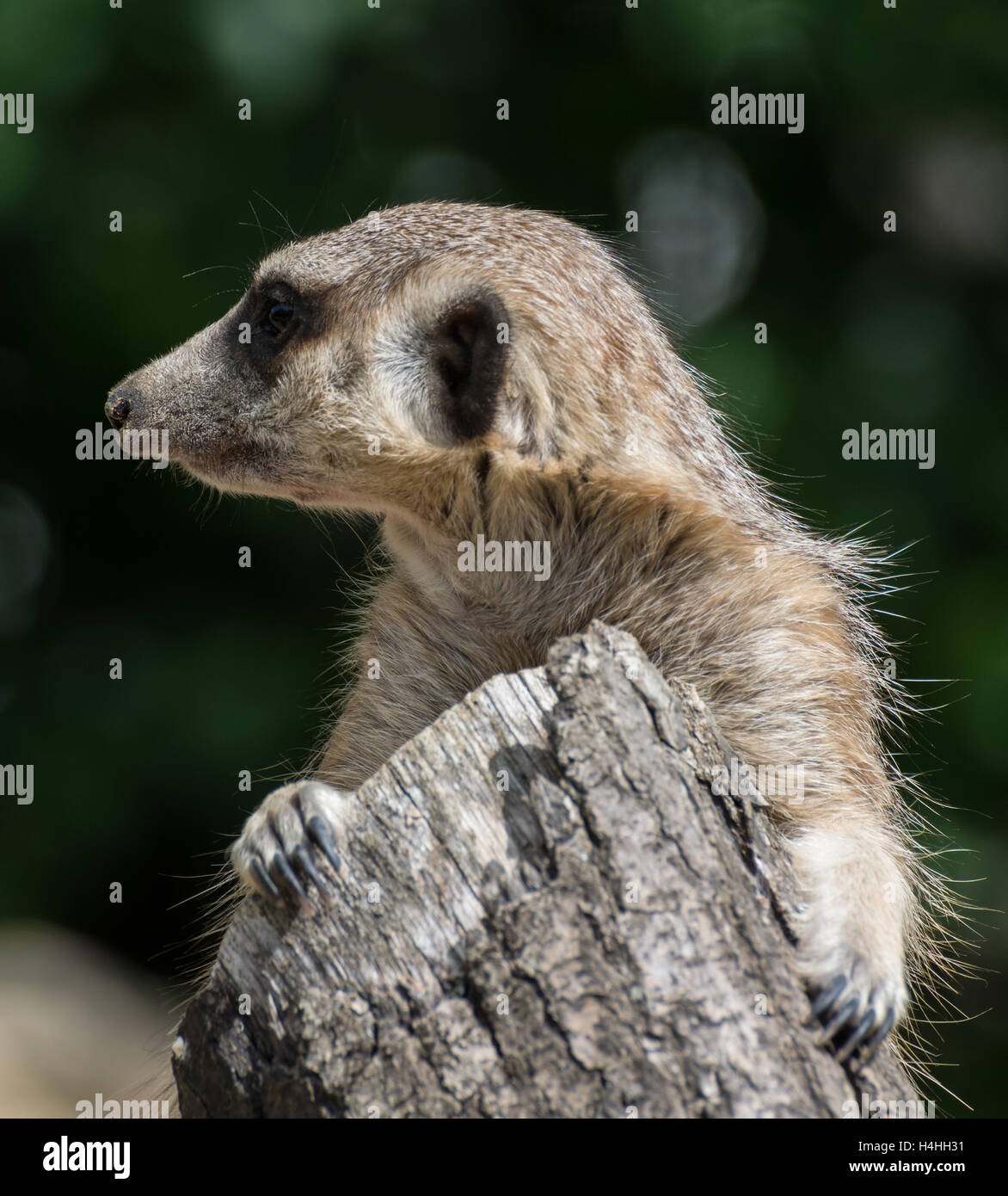 Suricate suricatta hi-res stock photography and images - Alamy
