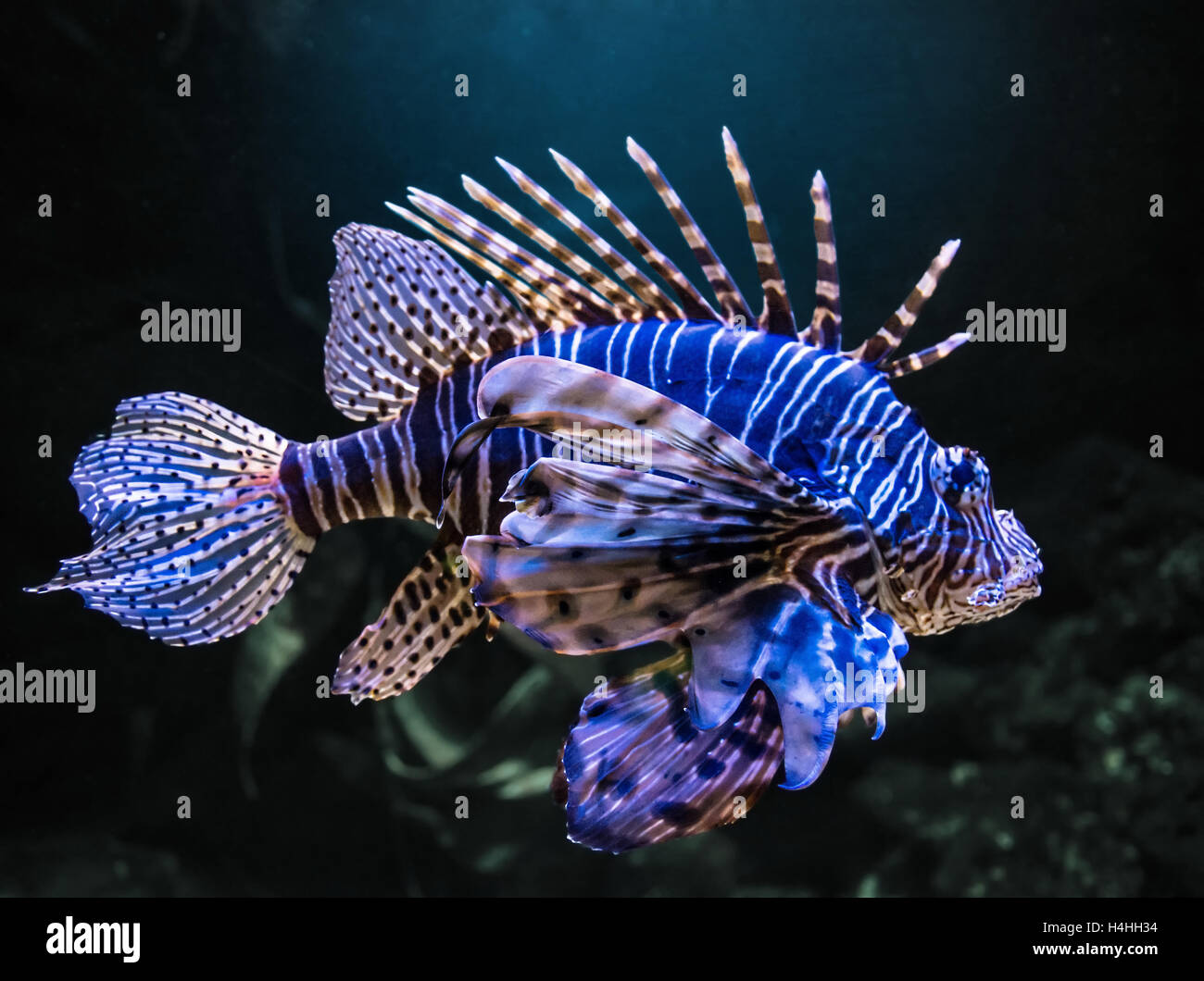 Devil Fish In France