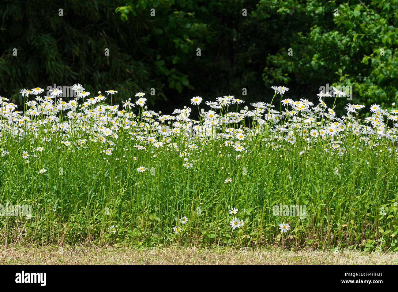 Beautiful Daisies in the field. Summer flowers Stock Photo - Alamy