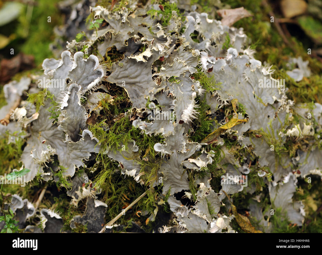 A brown Dog Lichen (Peltigera species) growing in damp mossy, rocky ...