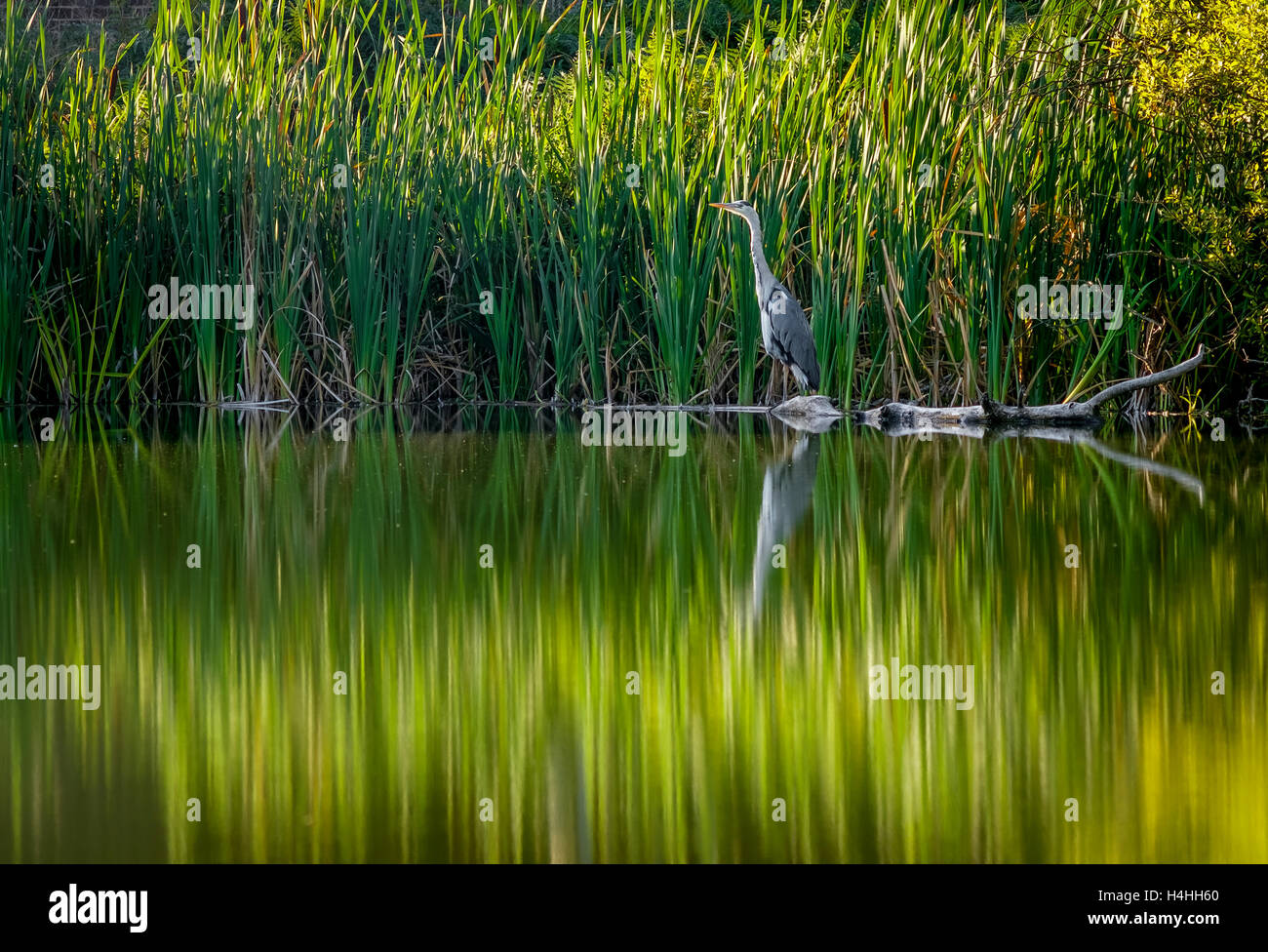 A heron waiting by the waterside with reeds reflected in the water ...