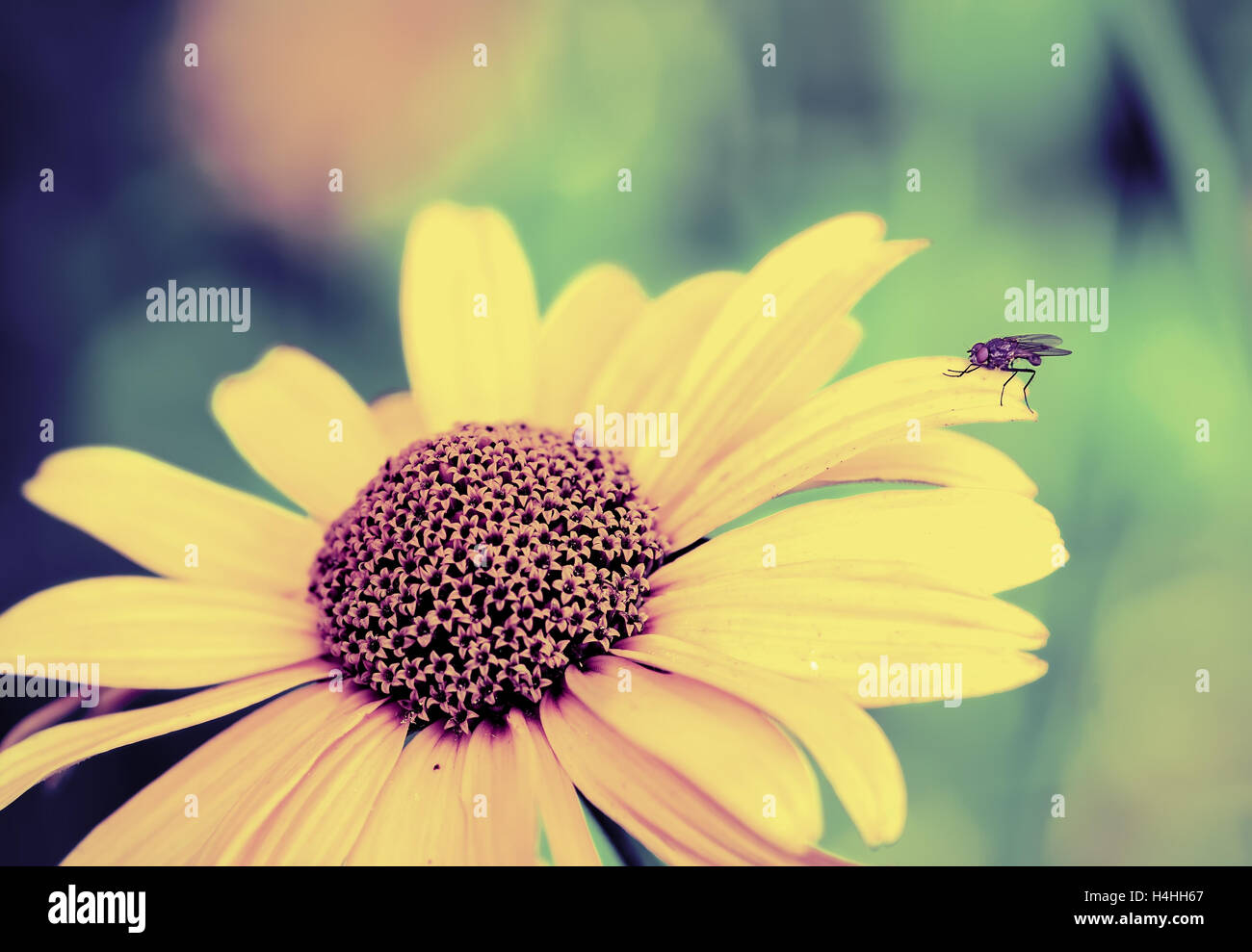 Photo of a yellow flower hi-res stock photography and images - Alamy