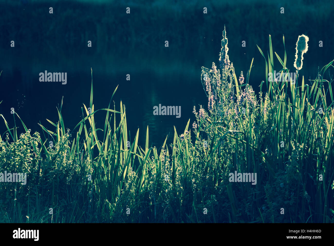 Reeds and rushes hi-res stock photography and images - Alamy