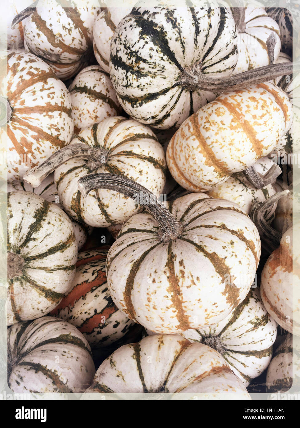 Mini squash hi-res stock photography and images - Alamy