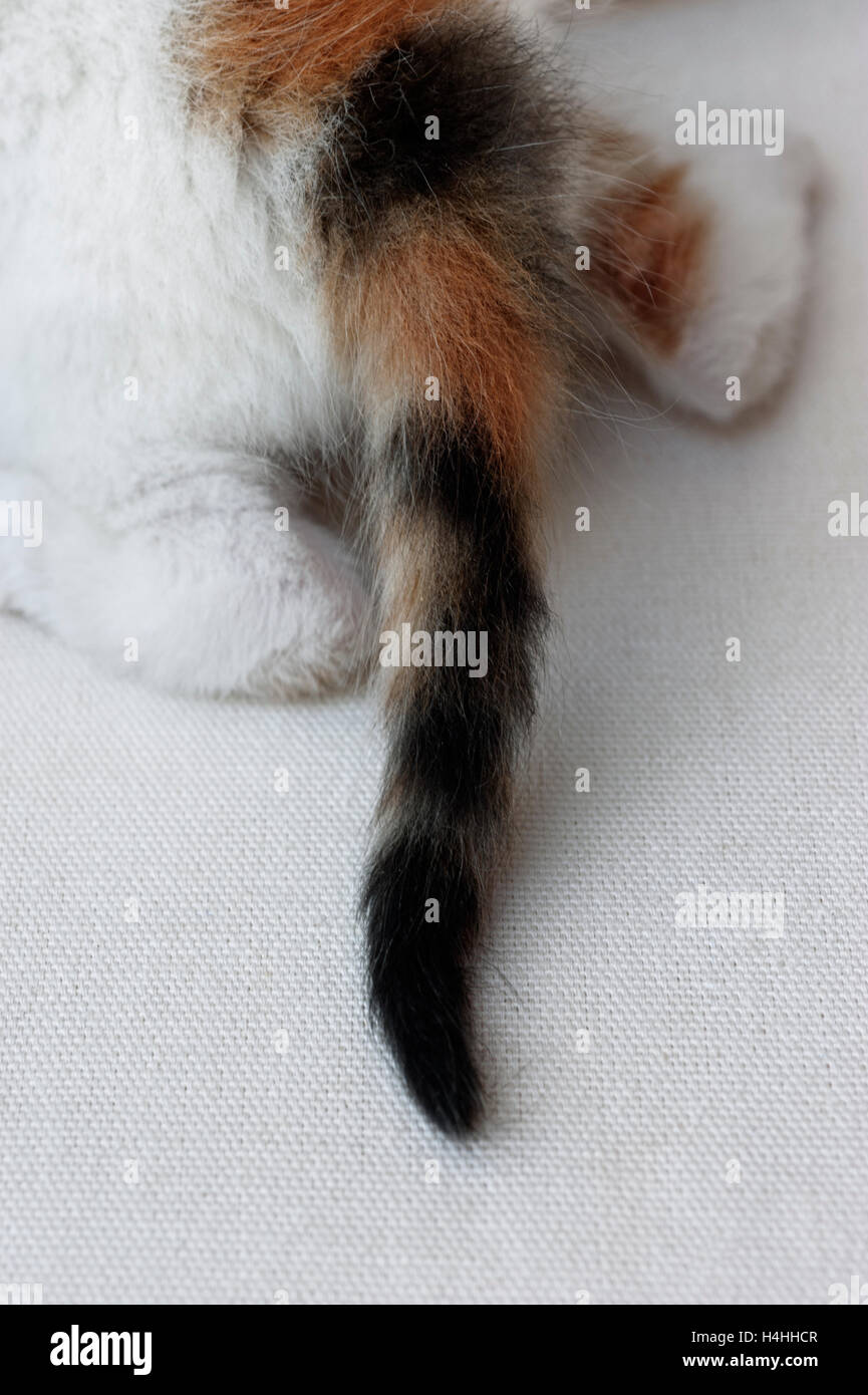 High angle view of hind legs and tail of a calico kitten Stock Photo ...