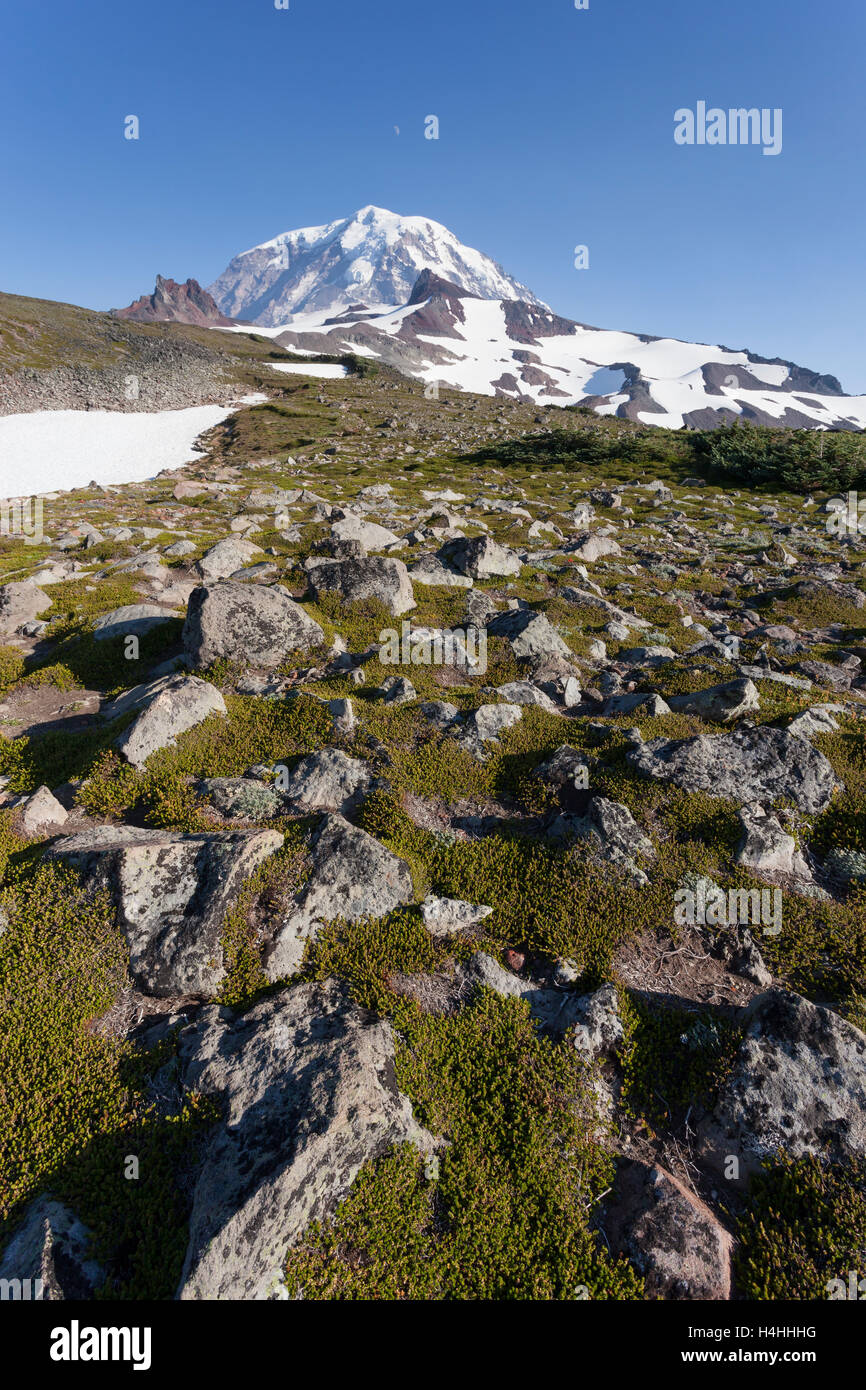 Mount Rainier National Park, Washington: Subalpine meadow of Spray Park ...