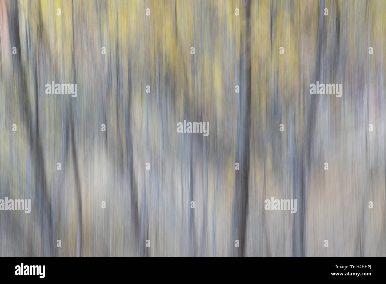 Trees in fall colors - nature motion blur abstract Stock Photo - Alamy