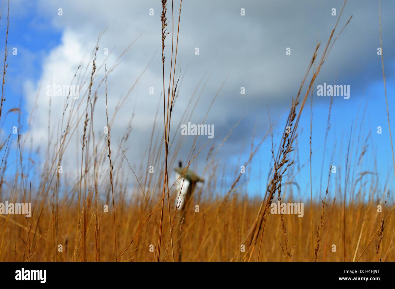 Brown prairie hi-res stock photography and images - Alamy