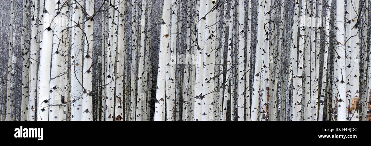 Narrow view of white tree trunks lined up Stock Photo - Alamy