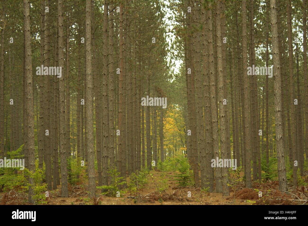 Towering Pine Trees Of Northern Michigan Stock Photo - Alamy