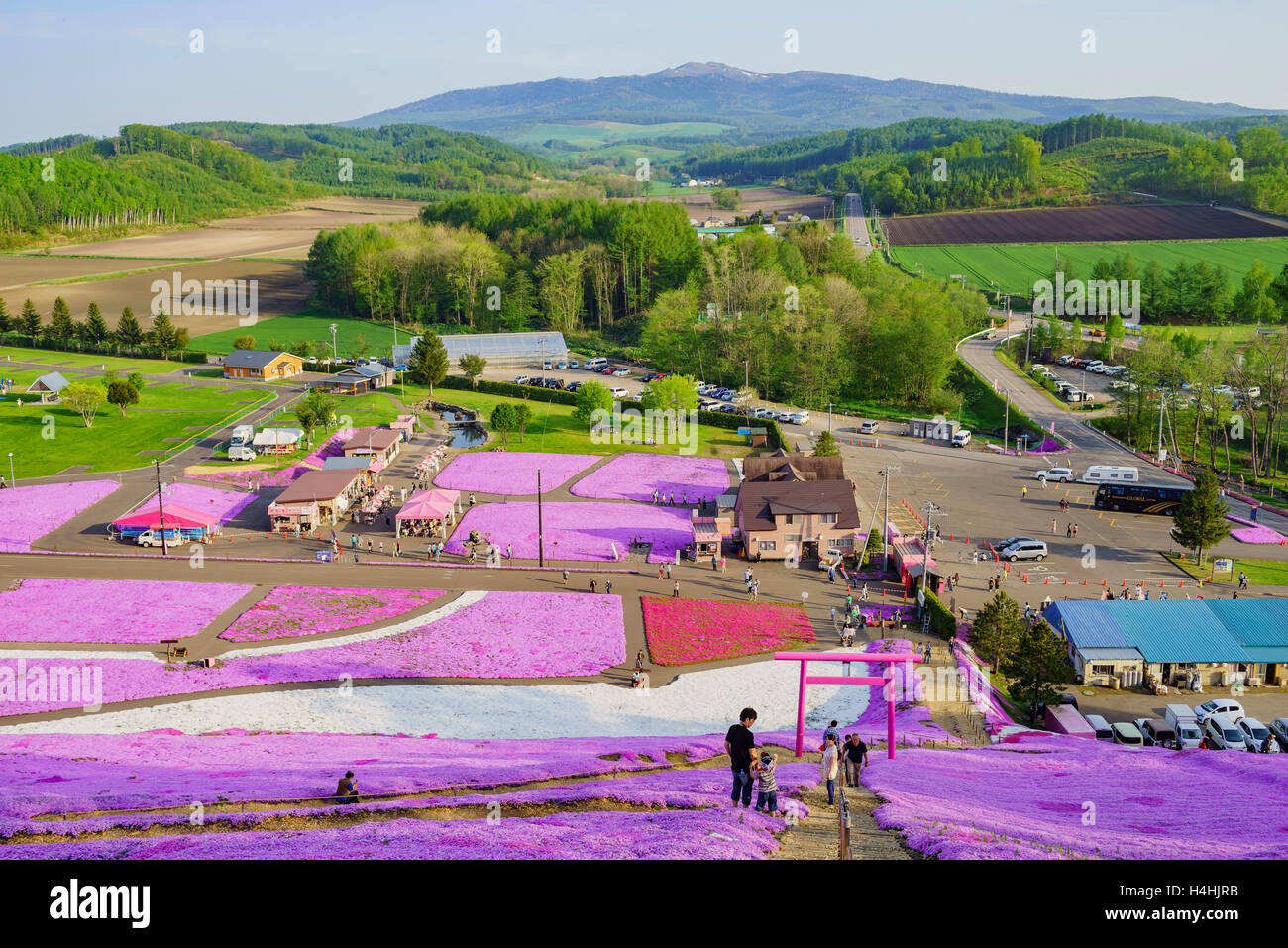 Hokkaido, MAY 22: The entrance of the beautiful pink Shiba Sakura on ...