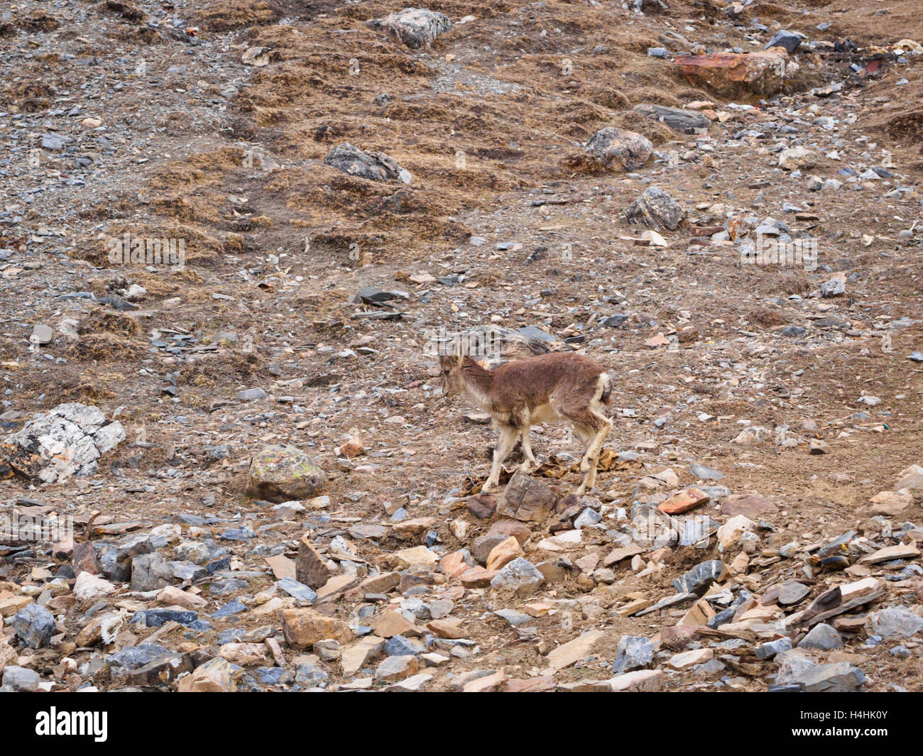 Indian himalayan wild blue sheep hi-res stock photography and images ...