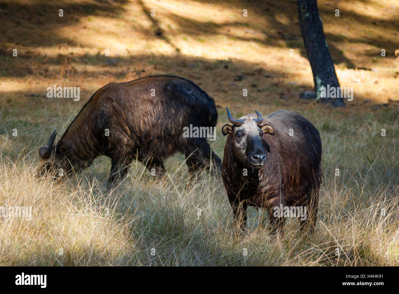 Takin hi-res stock photography and images - Alamy