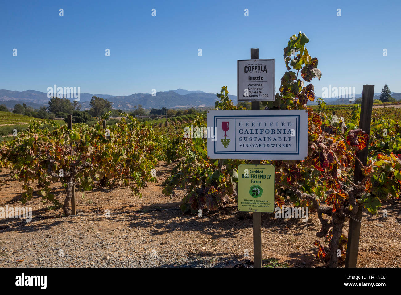 Zinfandel hi-res stock photography and images - Alamy