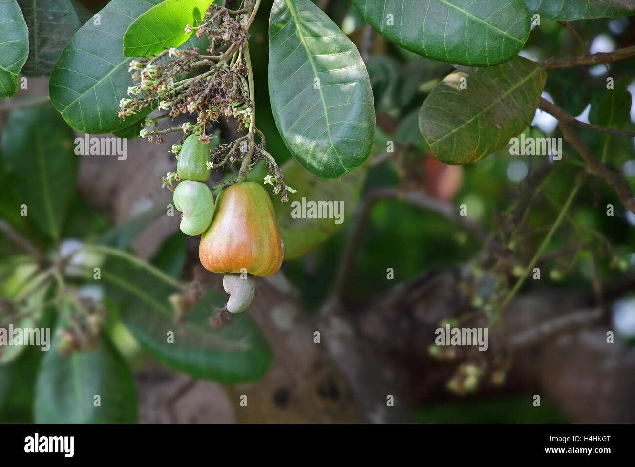 Ripening cashew nuts, anacardium occidentale, from Goa, India. Cashew ...