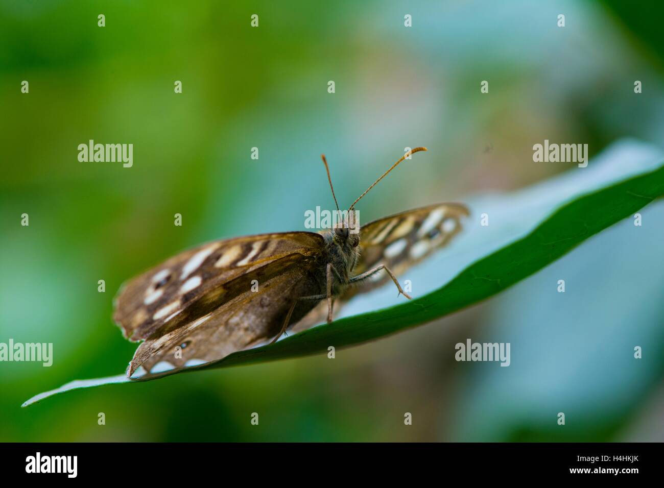 Speckled wood hi-res stock photography and images - Alamy