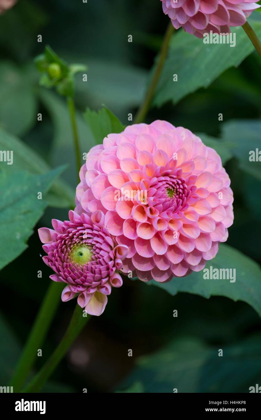 'Hamari Rose', Miniature Ball Dahlia Stock Photo - Alamy