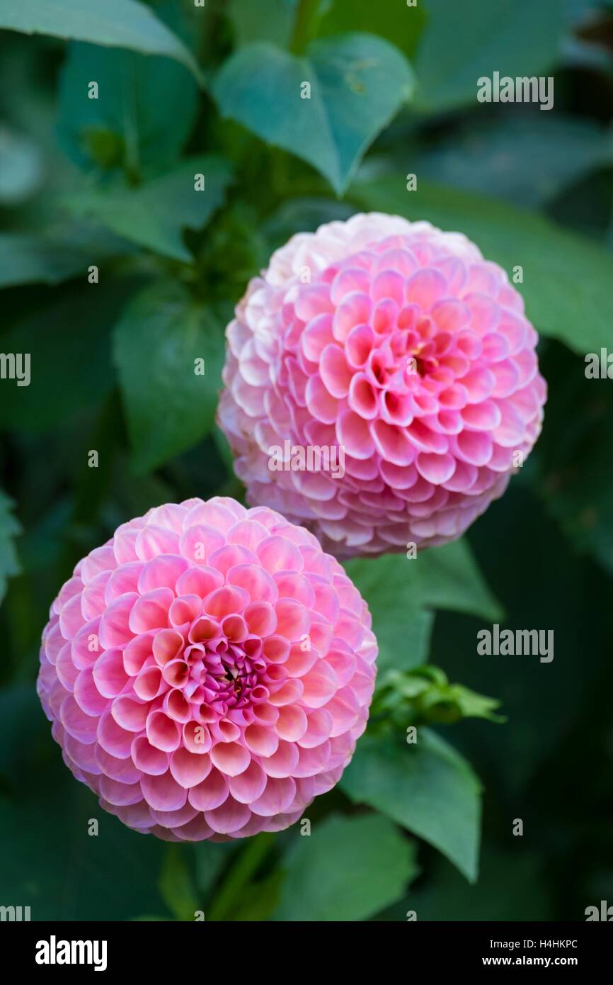 'Hamari Rose', Miniature Ball Dahlia Stock Photo - Alamy