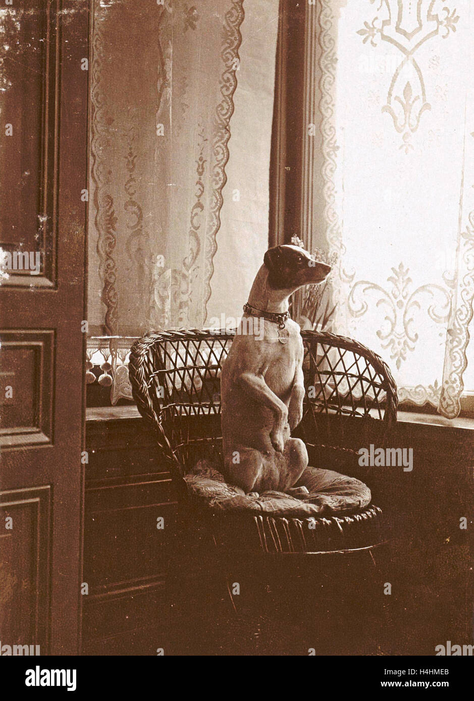 dog sitting up in a chair by a window, Anonymous, c. 1900 - c. 1910 ...
