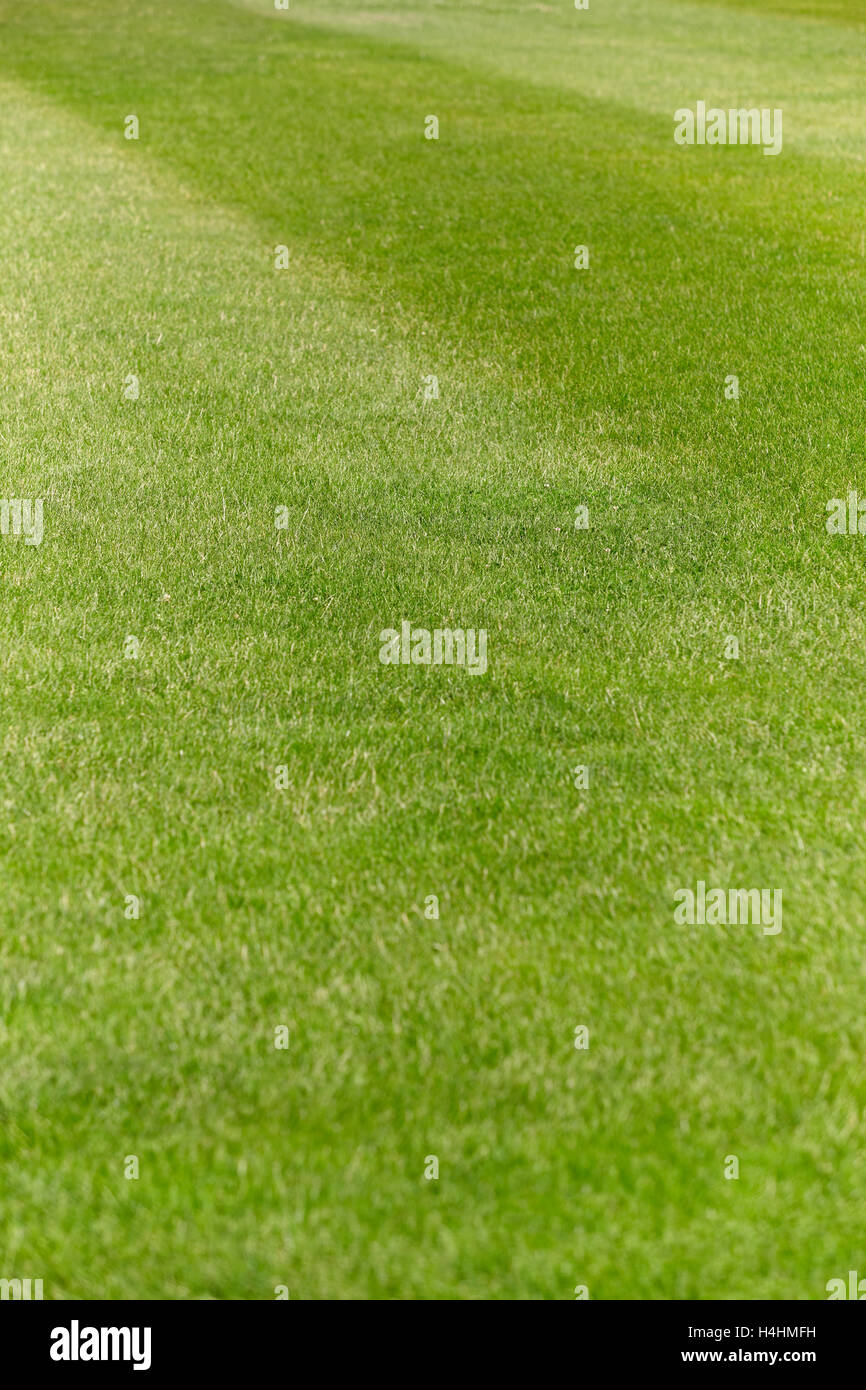 Rugby grass hi-res stock photography and images - Alamy