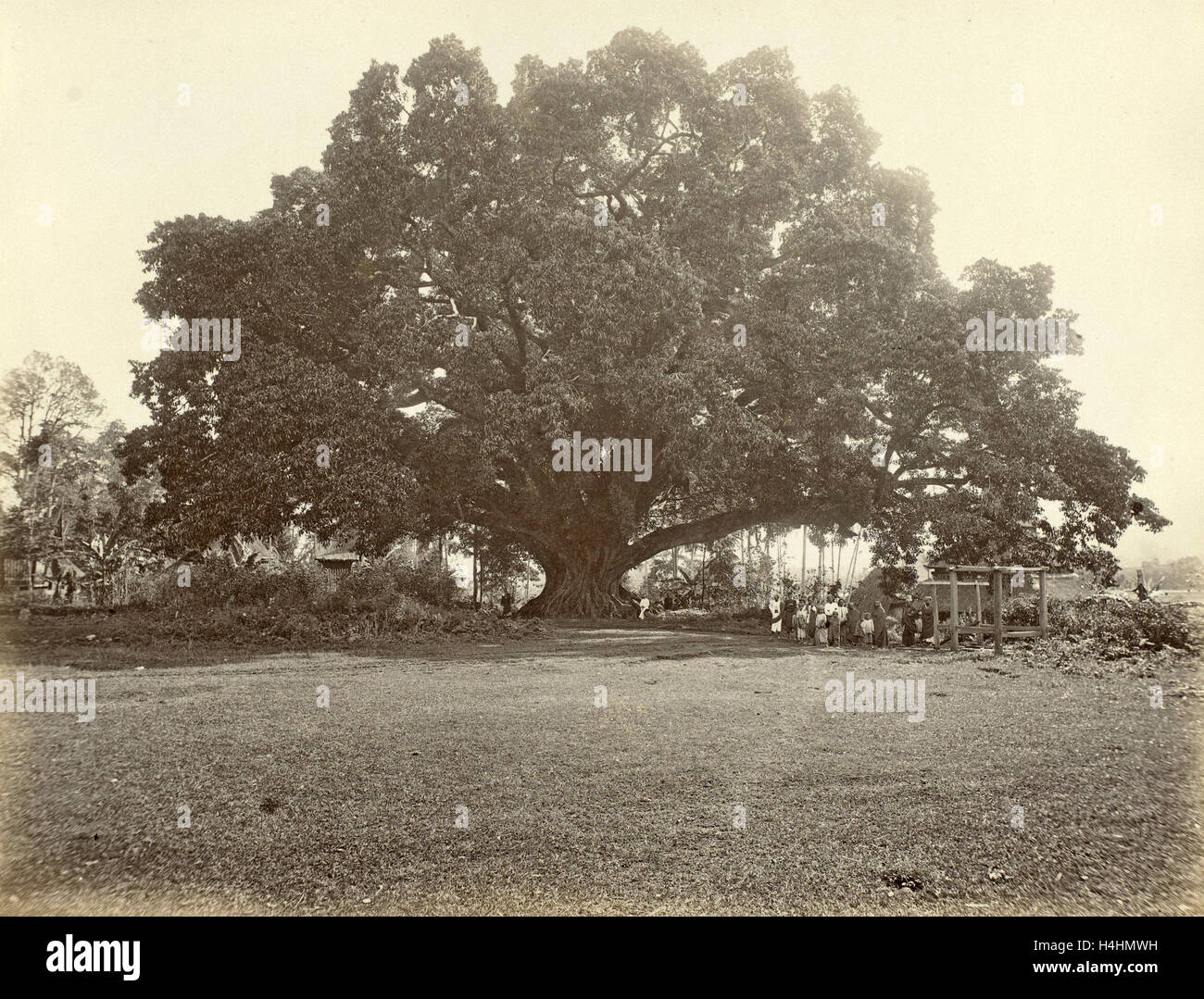 Indian people under a large tree in the Dutch East Indies, Anonymous, c ...