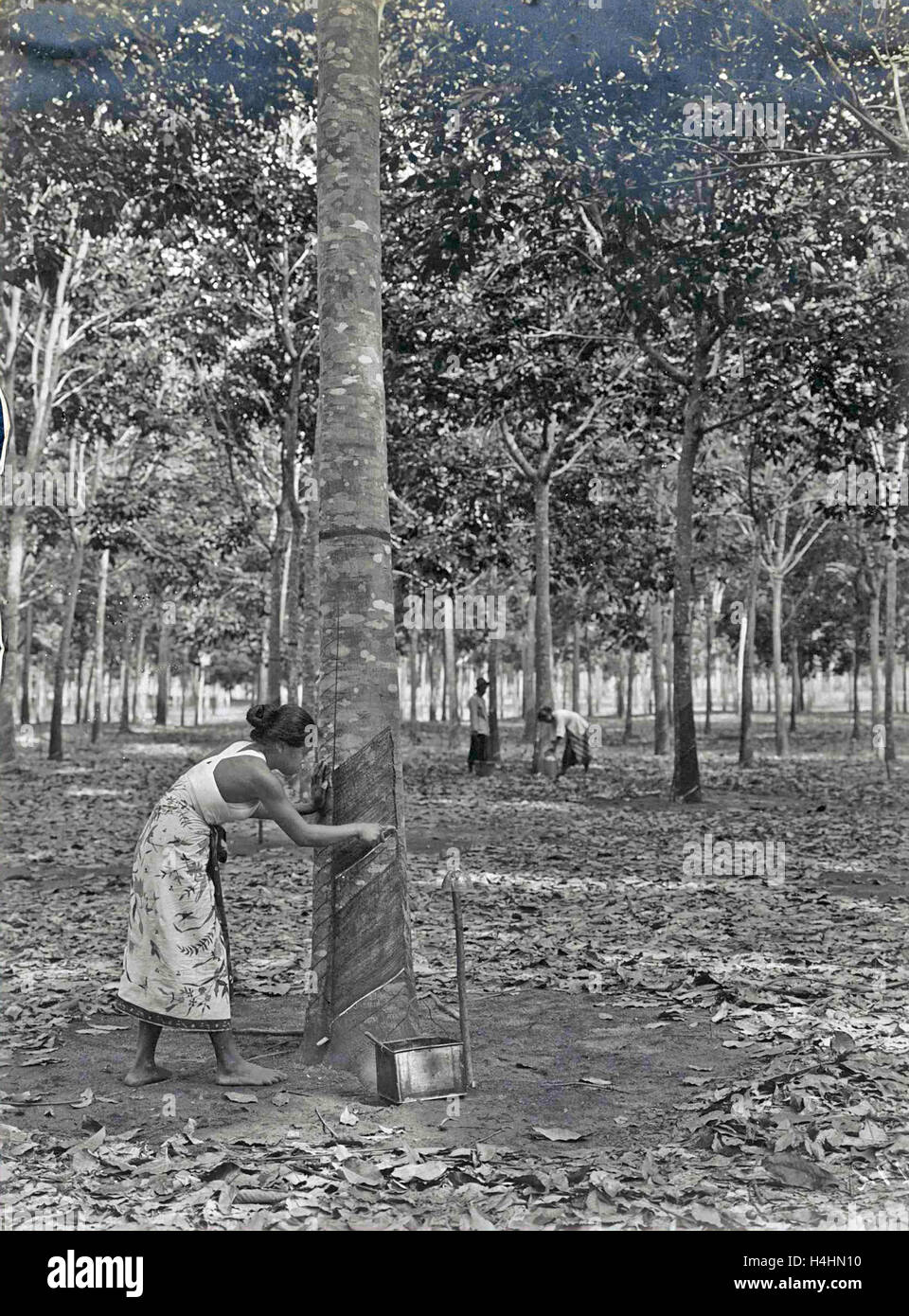 Sumatra indonesia rubber tapping woman hi-res stock photography and ...